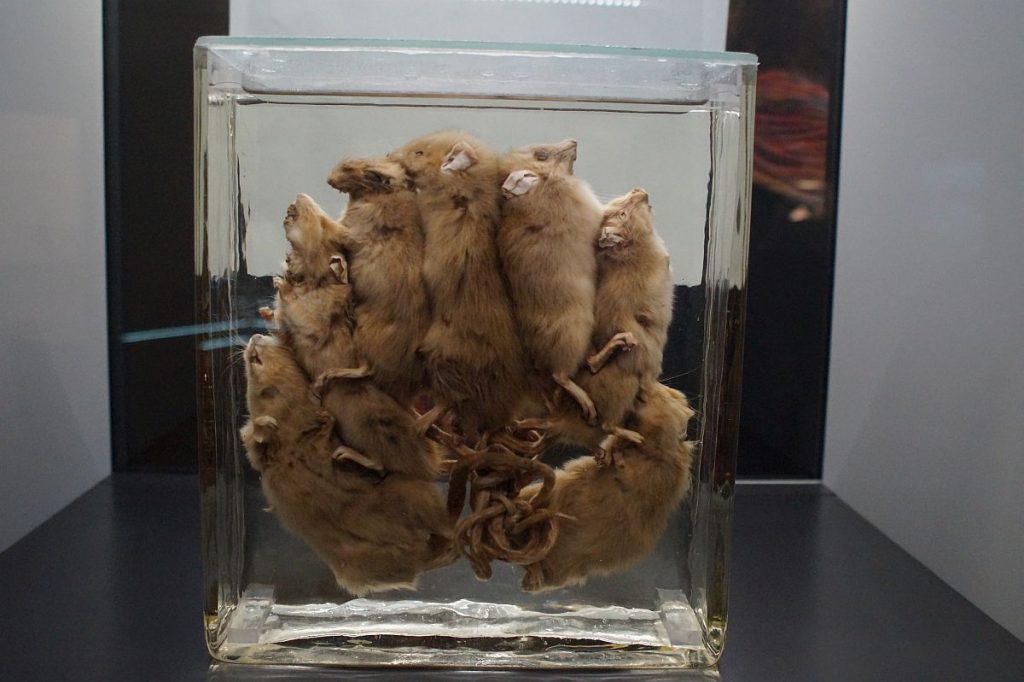 Schwarzer Tod – Geschichte der Pest LWL-Museum für Archäologie Herne